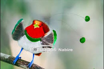 Burung Cenderawasih Raja | Papuaposnabire - Baca! Biar Ko Tau